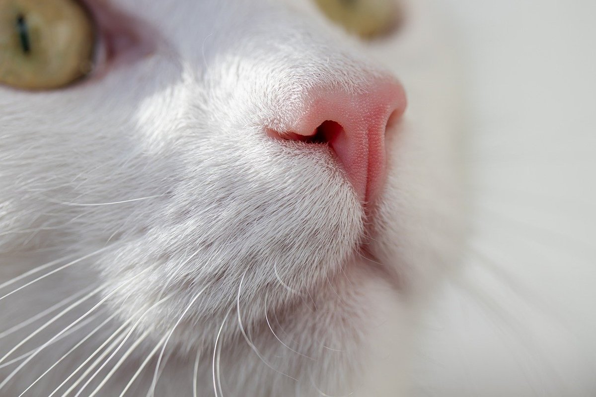 Cat Crusty Nose Causes, Symptoms & Treatment Options - Complete Cat Guide