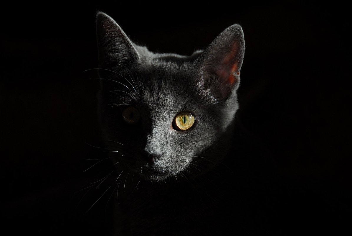 Head Butting in Cats: What It Means and How to Respond - Complete Cat Guide