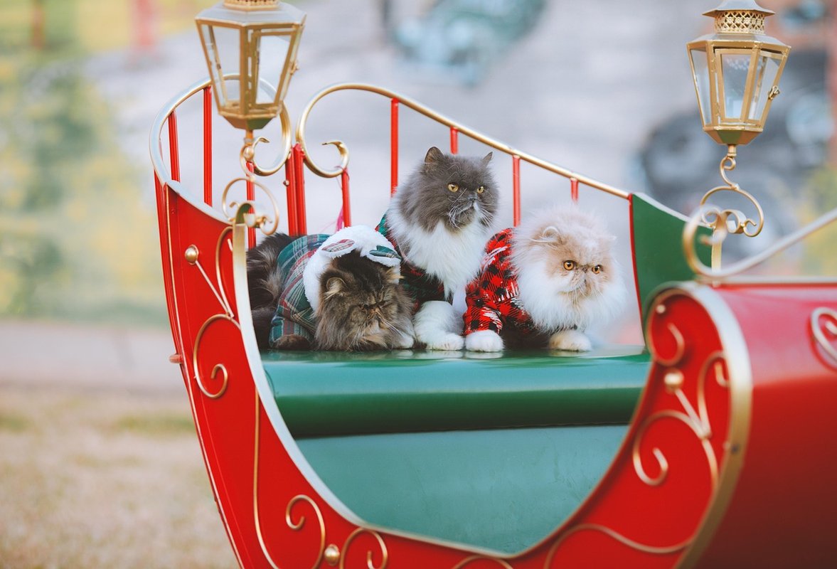 Cat Outfits 101: A Feline Fashion Guide - Complete Cat Guide