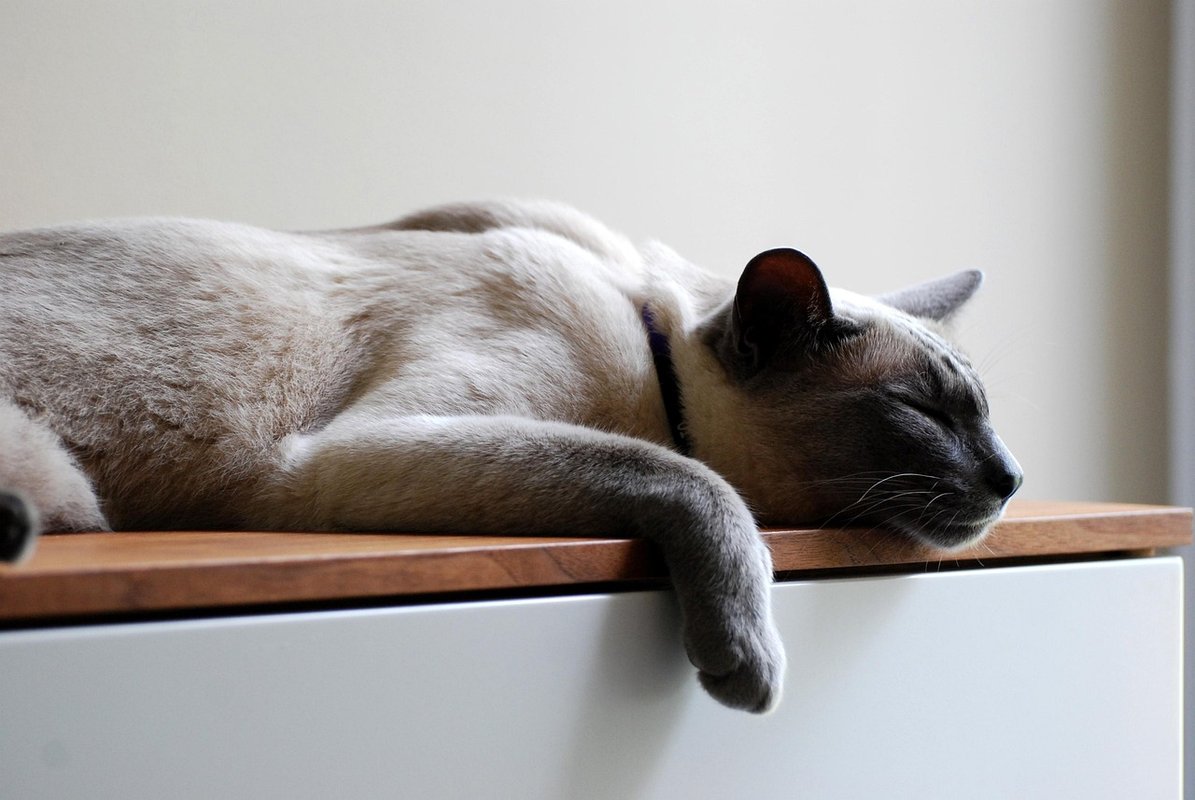 Cat Gastroenteritis Recovery Time: What to Expect - Complete Cat Guide