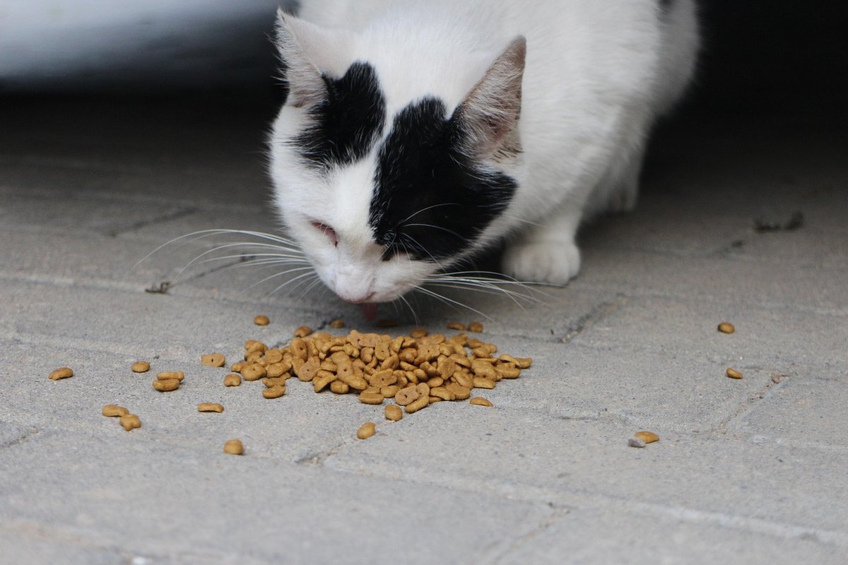Why Cats Stop Eating Wet Food: Causes and Solutions Found - Complete ...