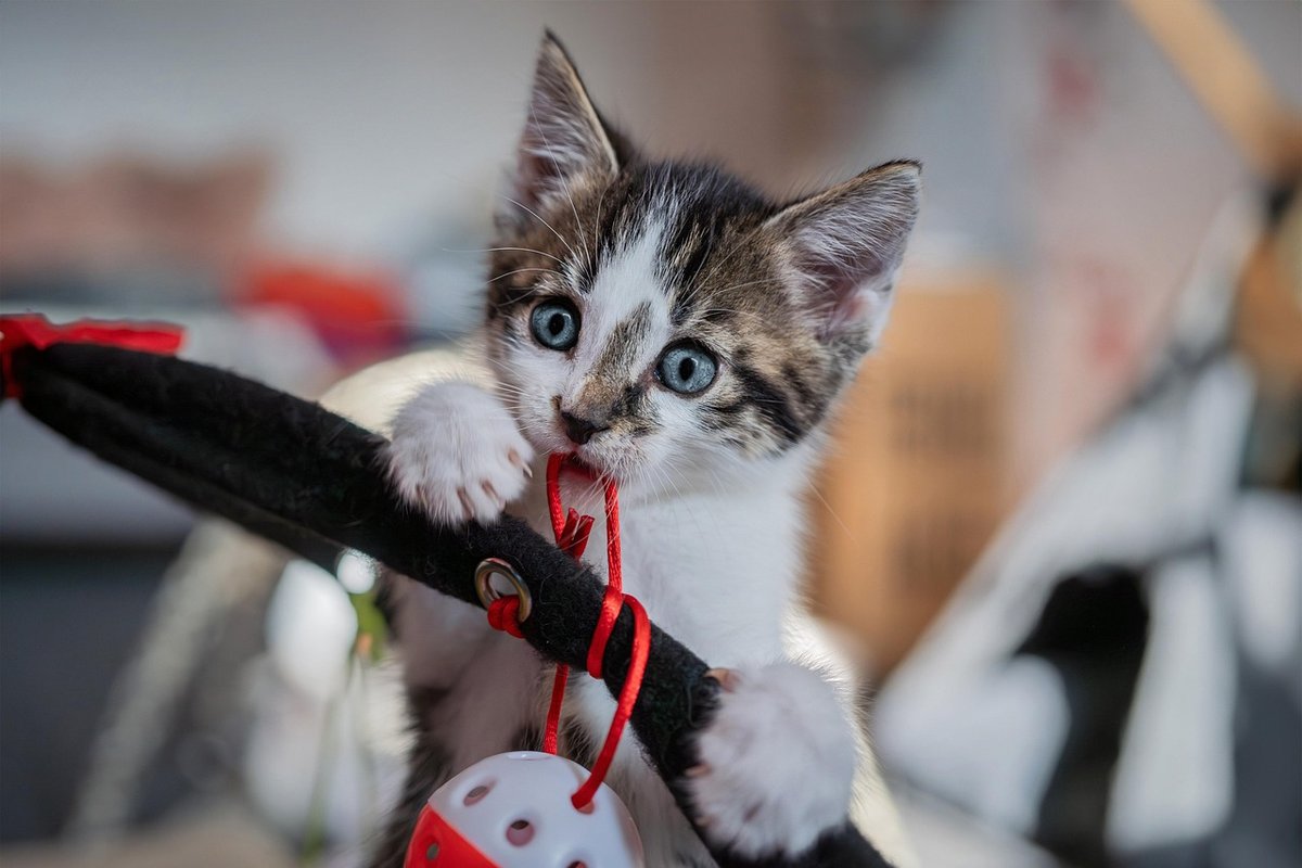 Create a Thriving Indoor Cat Play Area with These Tips - Complete Cat Guide