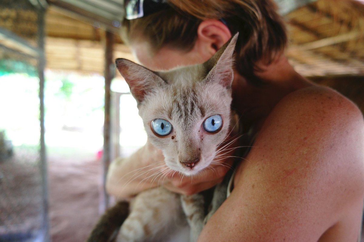 Understanding FIV in Cats: Transmission, Symptoms & Prevention ...