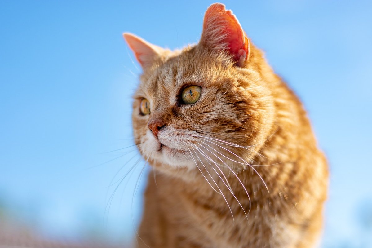 Meet Creme Puff: Worlds Oldest Cat Record Holder - Complete Cat Guide