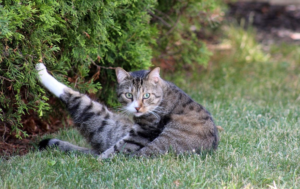 Types of Predatory Cats: A Comprehensive Guide to Big Cats and More ...