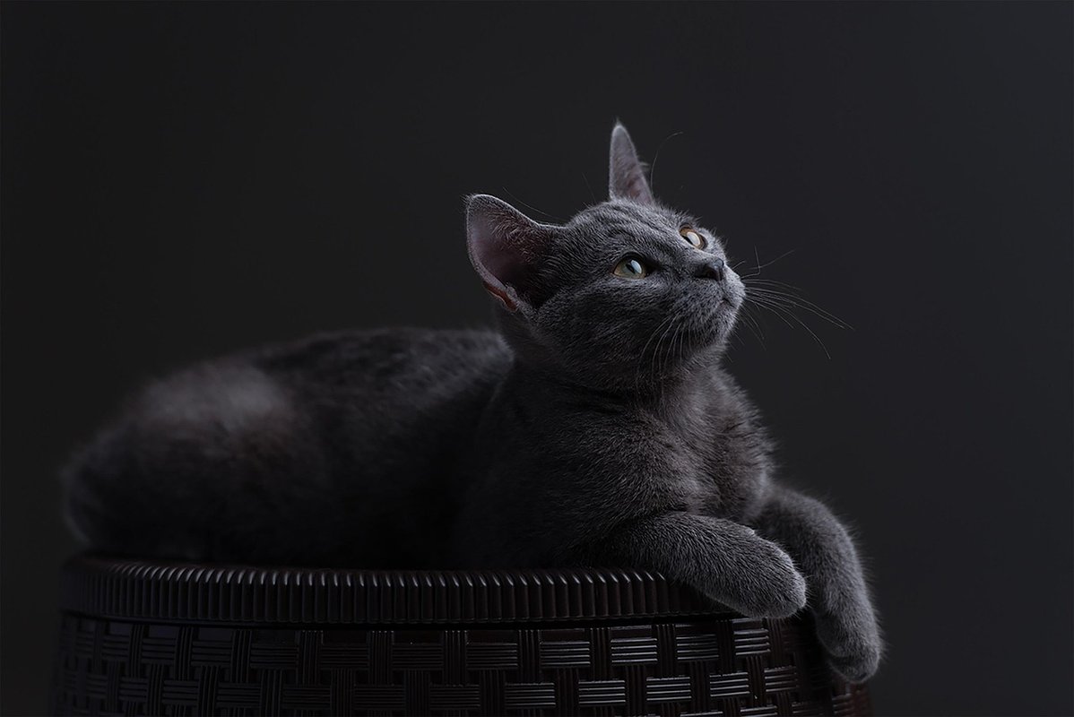 Meet the Elegant Russian Blue Cat Breed Guide - Complete Cat Guide