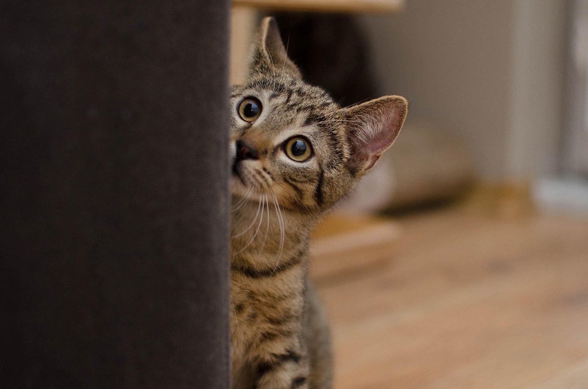 Understanding Cat Shyness Causes Signs and Treatment Options - Complete ...
