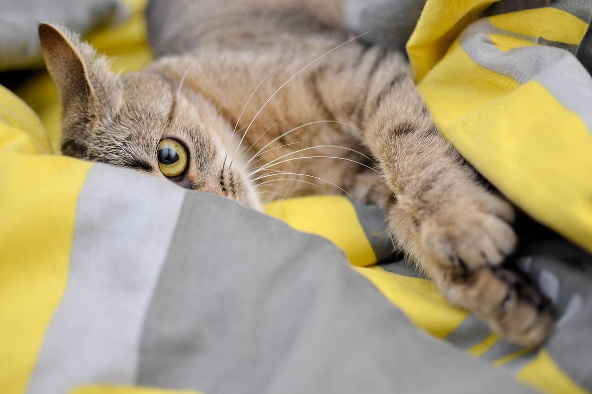 Cat Print Varieties and Characteristics Explained - Complete Cat Guide