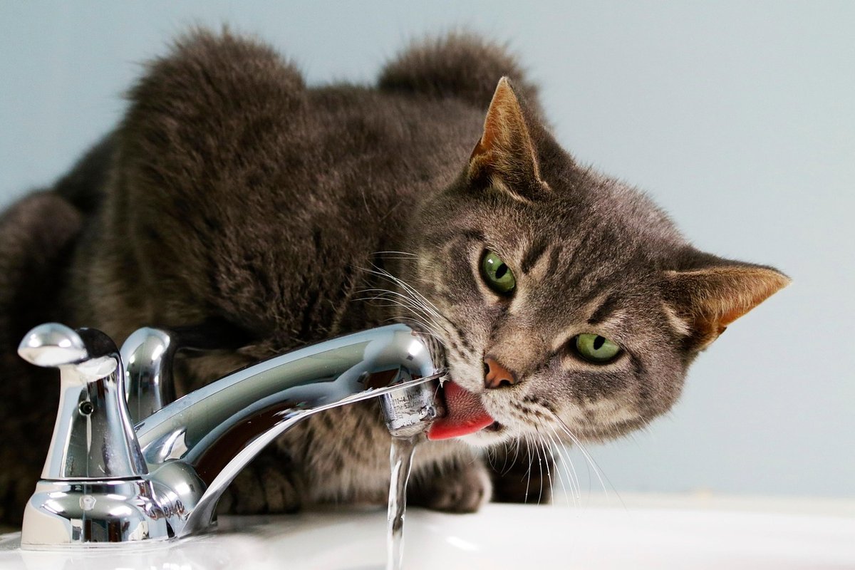 Calculate Your Cats Perfect Water Intake with Ease! - Complete Cat Guide