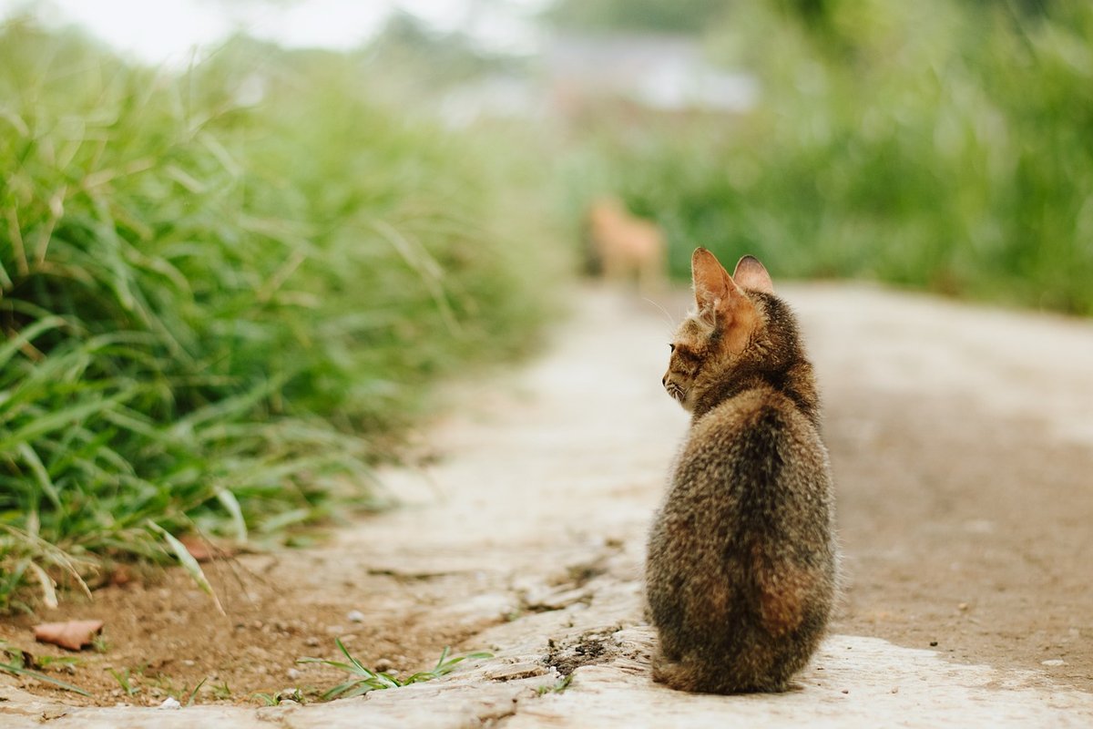 Ear Tipping Feral Cats: Benefits and Best Practices - Complete Cat Guide