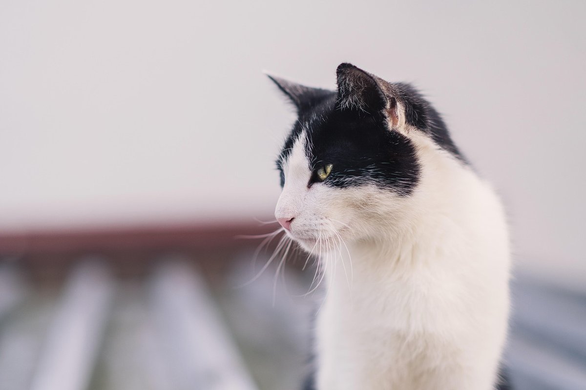 Understanding Kittys Attention Seeking Behavior - Complete Cat Guide