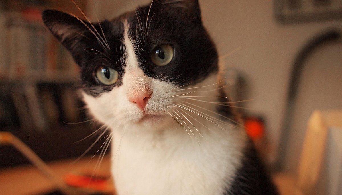 Unique Names with Kat: Traditional to Modern Options - Complete Cat Guide