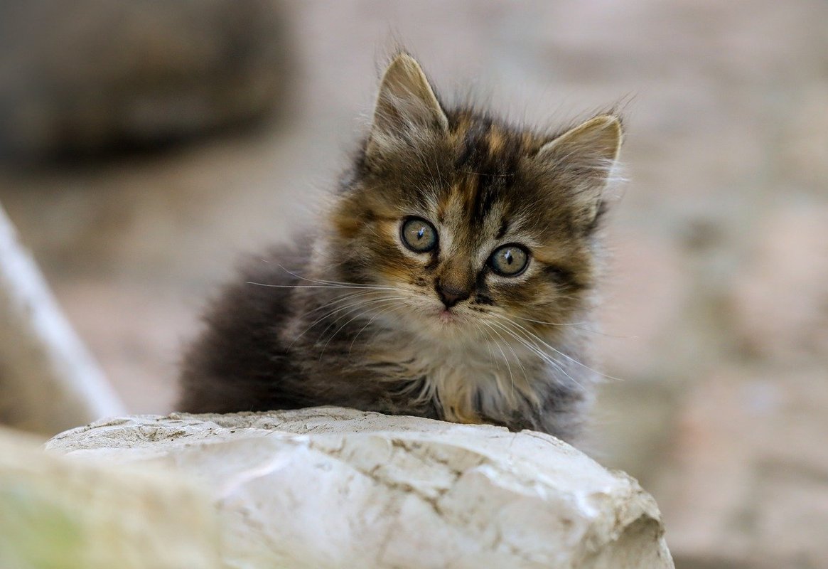 Sunken Eyes in Cats: Causes, Symptoms & Solutions Revealed - Complete ...