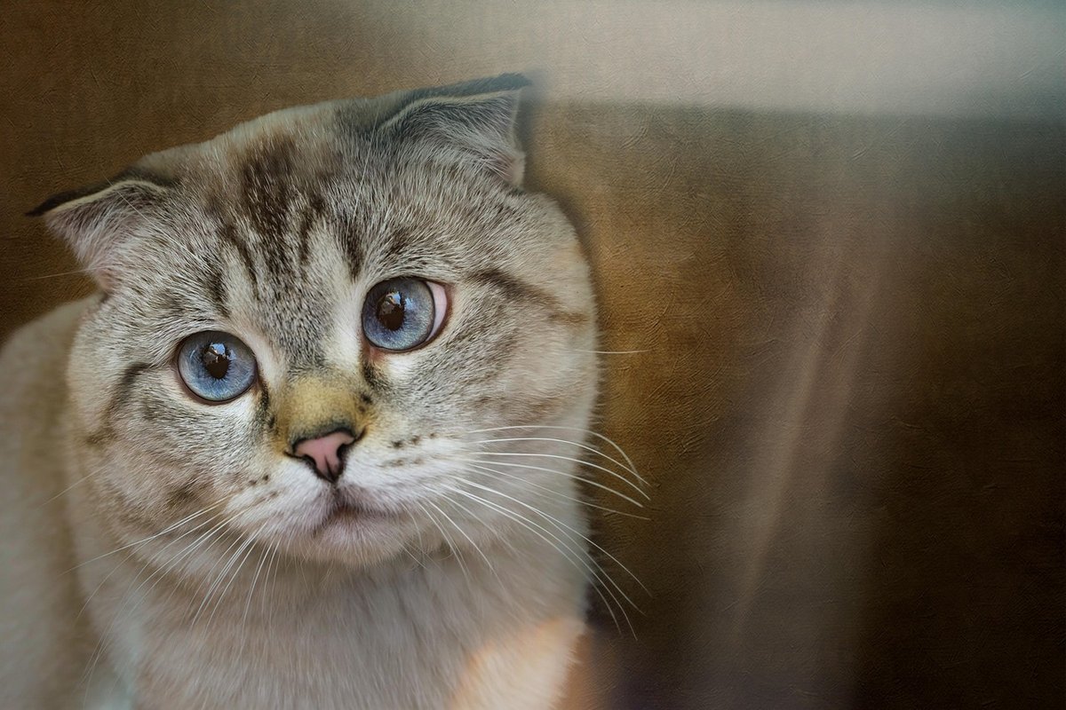 Scottish Fold Ear Care Essentials: A Feline Guide - Complete Cat Guide